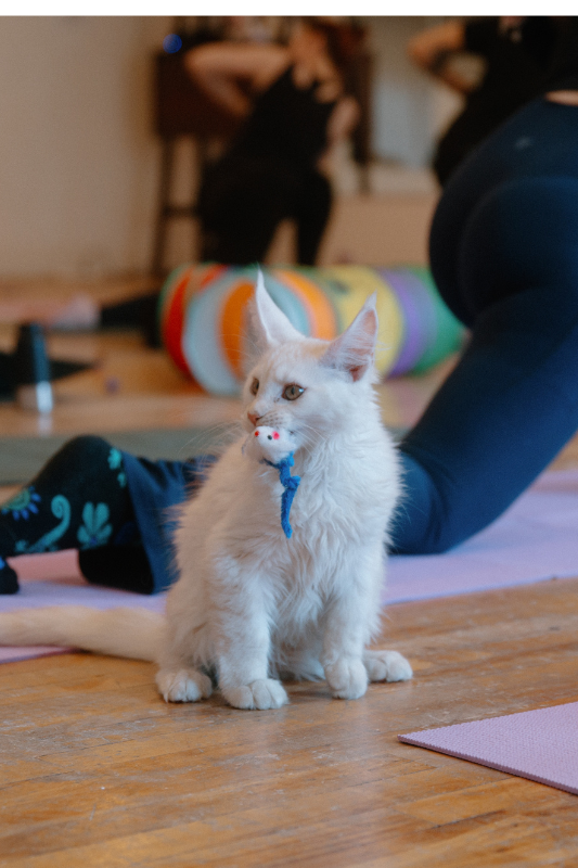 Kitty Yoga in Montreal – Relaxing Yoga with Adorable Cats | Kitty ...