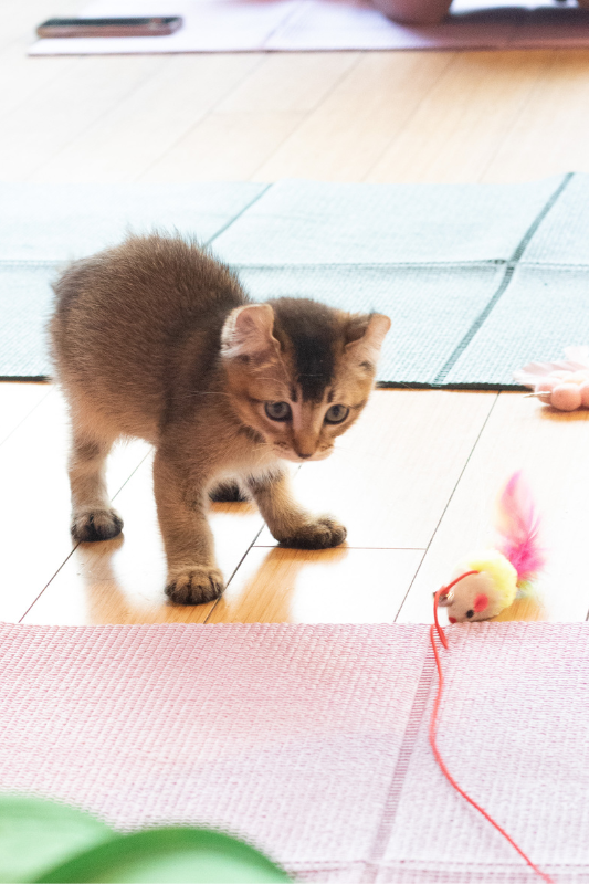 Kitty Yoga in Montreal – Relaxing Yoga with Adorable Cats | Kitty ...